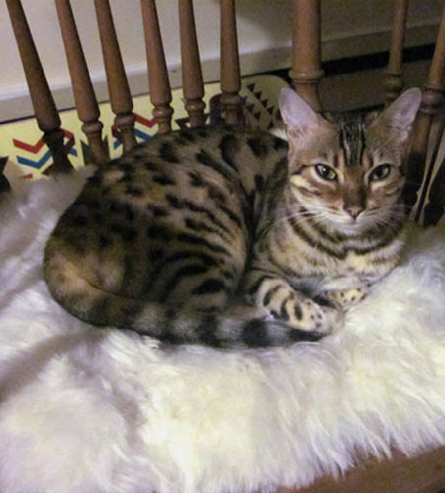 Sheepskin Pet Pad | Shearling Cushions for Cats and Small Dogs ...